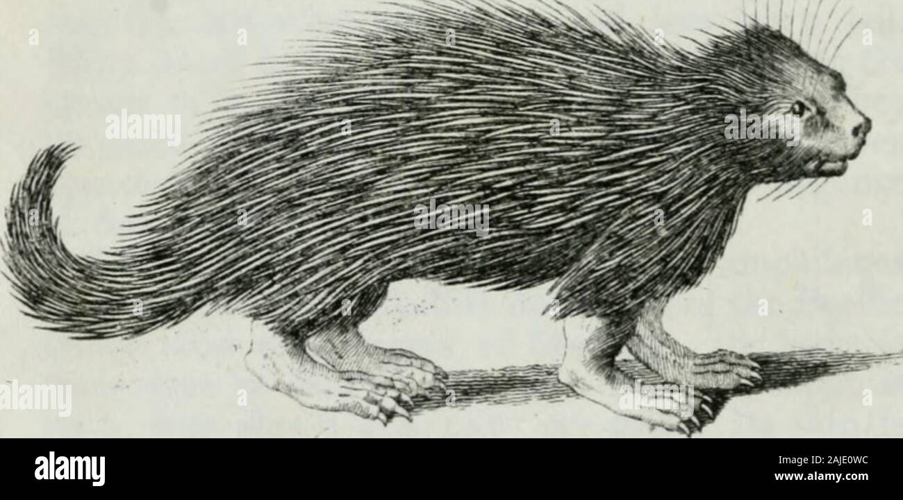 Hog tie hi-res stock photography and images - Alamy