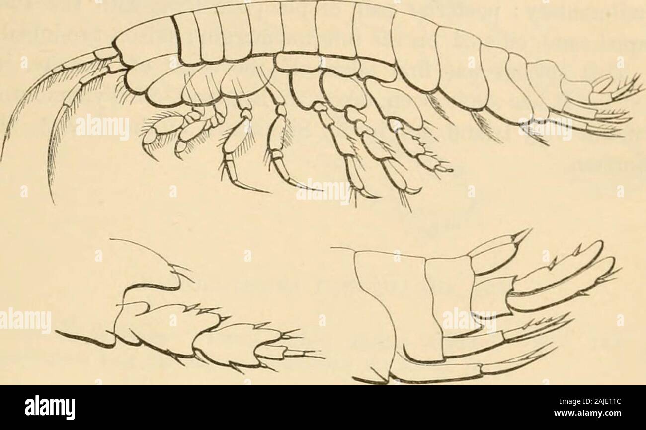 A history of the British sessile-eyed Crustacea . AMPELISCA L^VIGATA ...