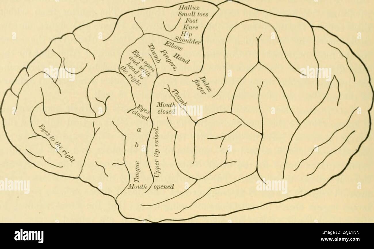 Named parts of the brain hi-res stock photography and images - Alamy