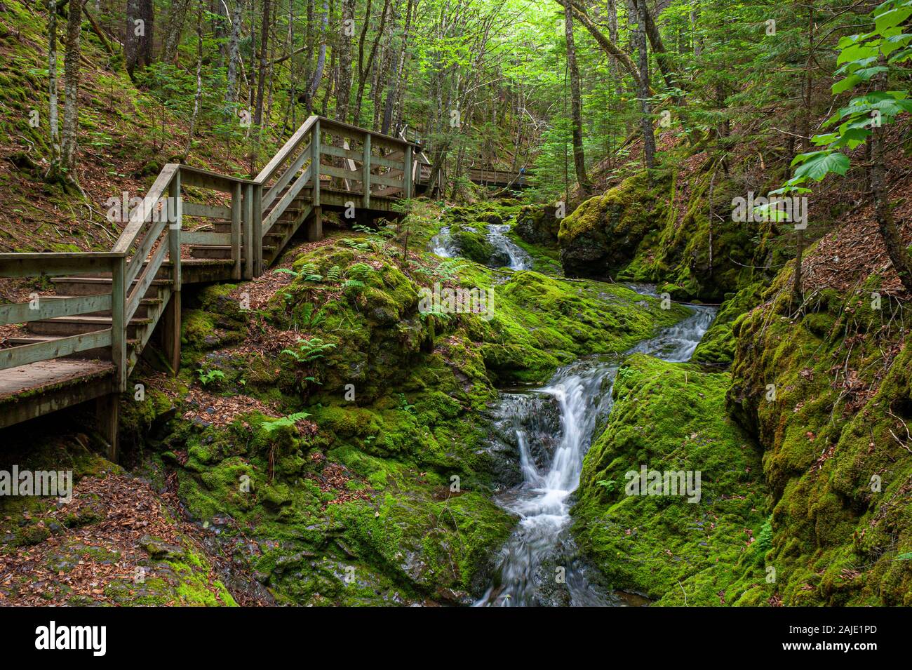 Boardwalk trail on Dickson Brook. Cascade waterfalls over moss-covered ...