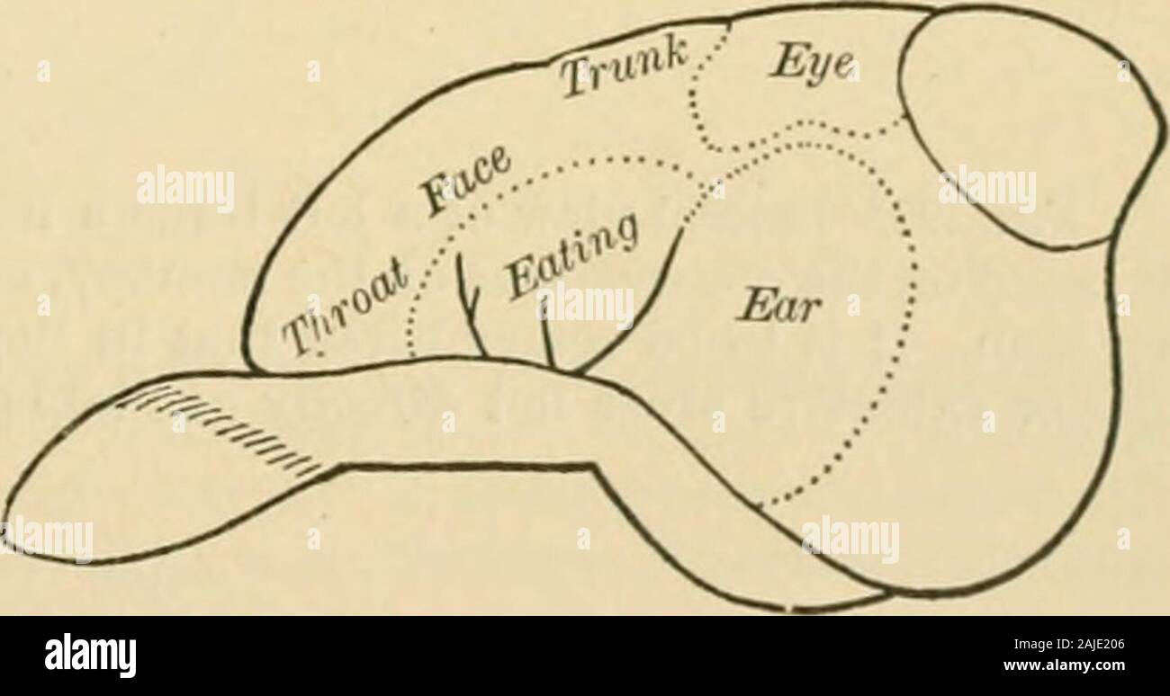 Named parts of the brain hi-res stock photography and images - Alamy