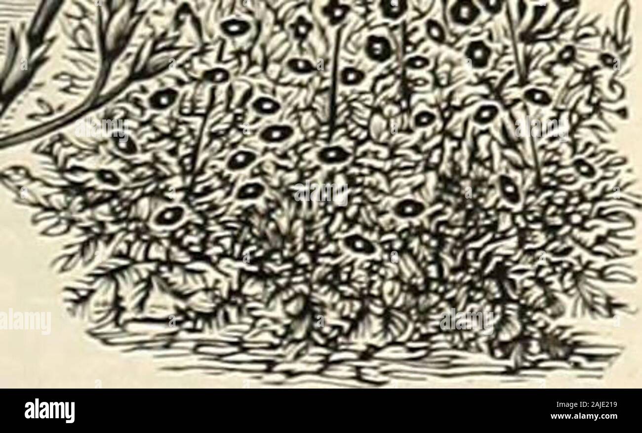 H.W Buckbee seed and plant guide : 1905 Stock Photo - Alamy