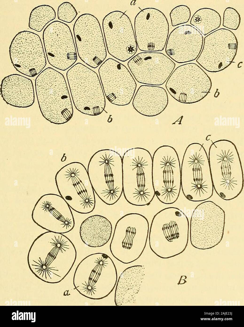 Pp cell hi-res stock photography and images - Alamy