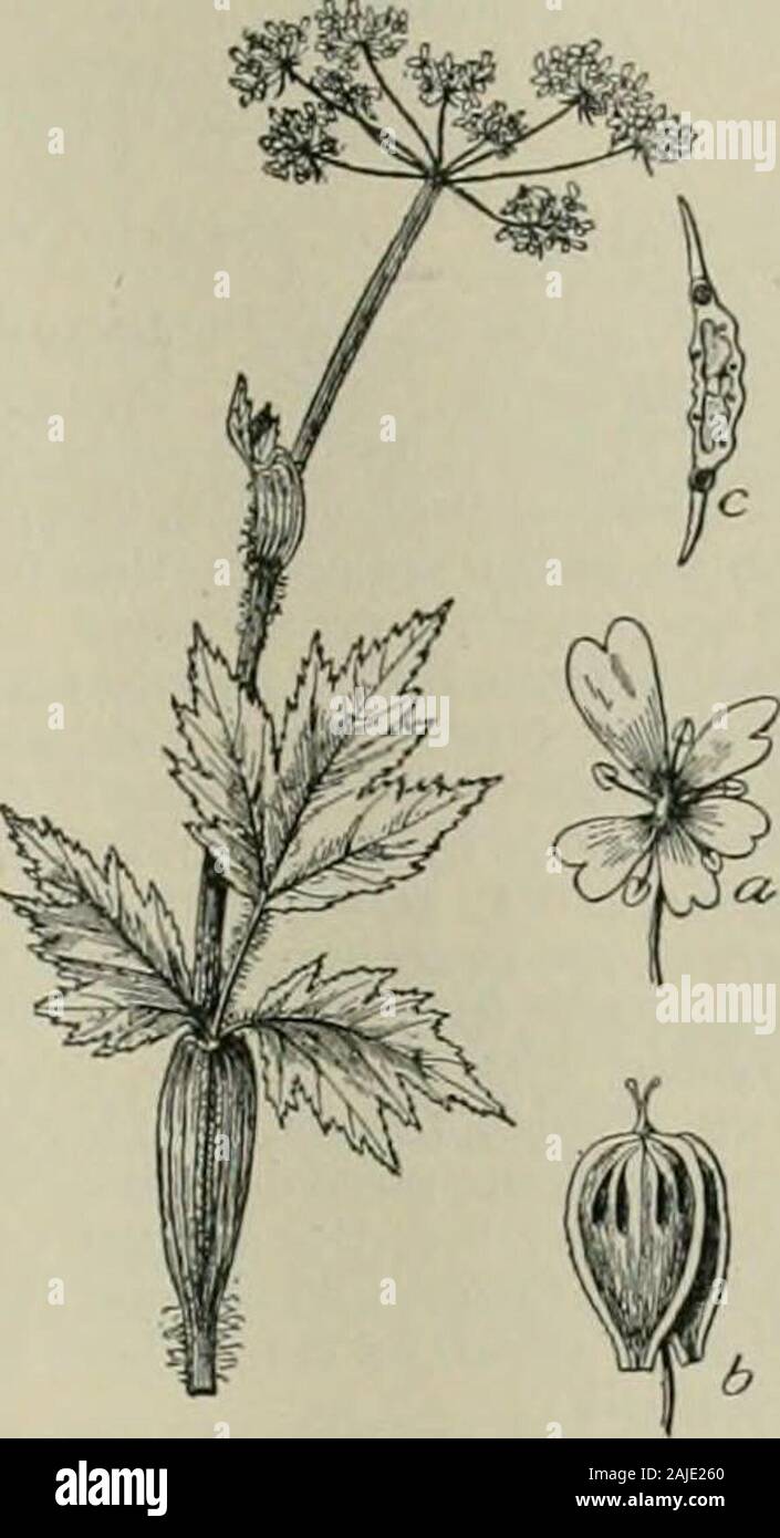 Heraclean hi-res stock photography and images - Alamy