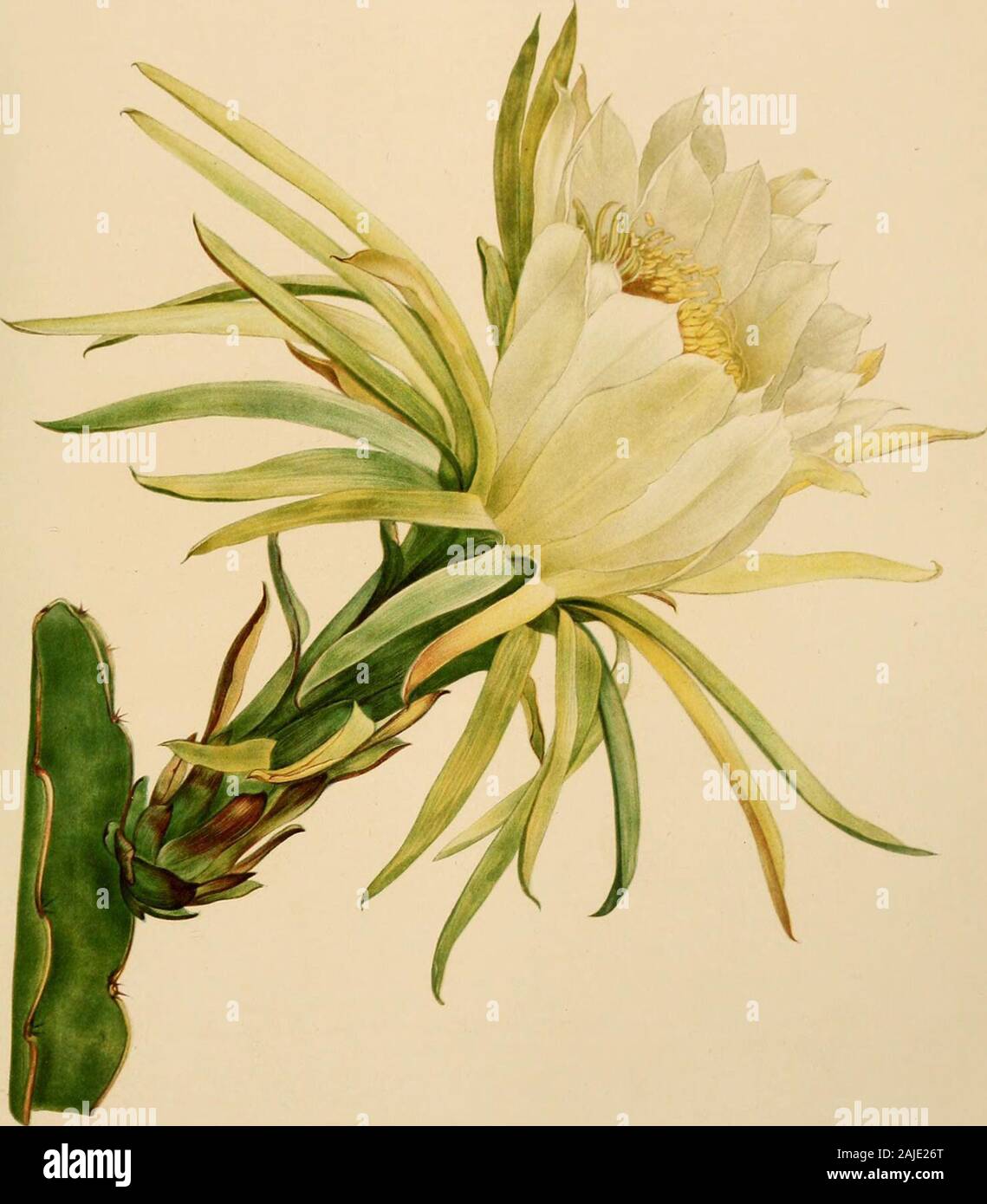 The Cactaceae : descriptions and illustrations of plants of the cactus ...