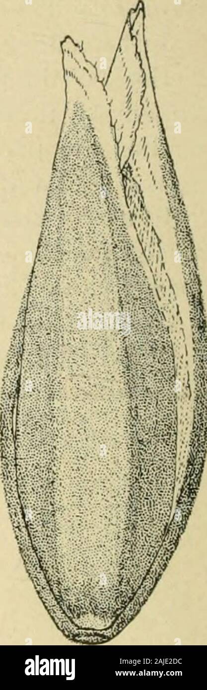 Neute hi-res stock photography and images - Alamy