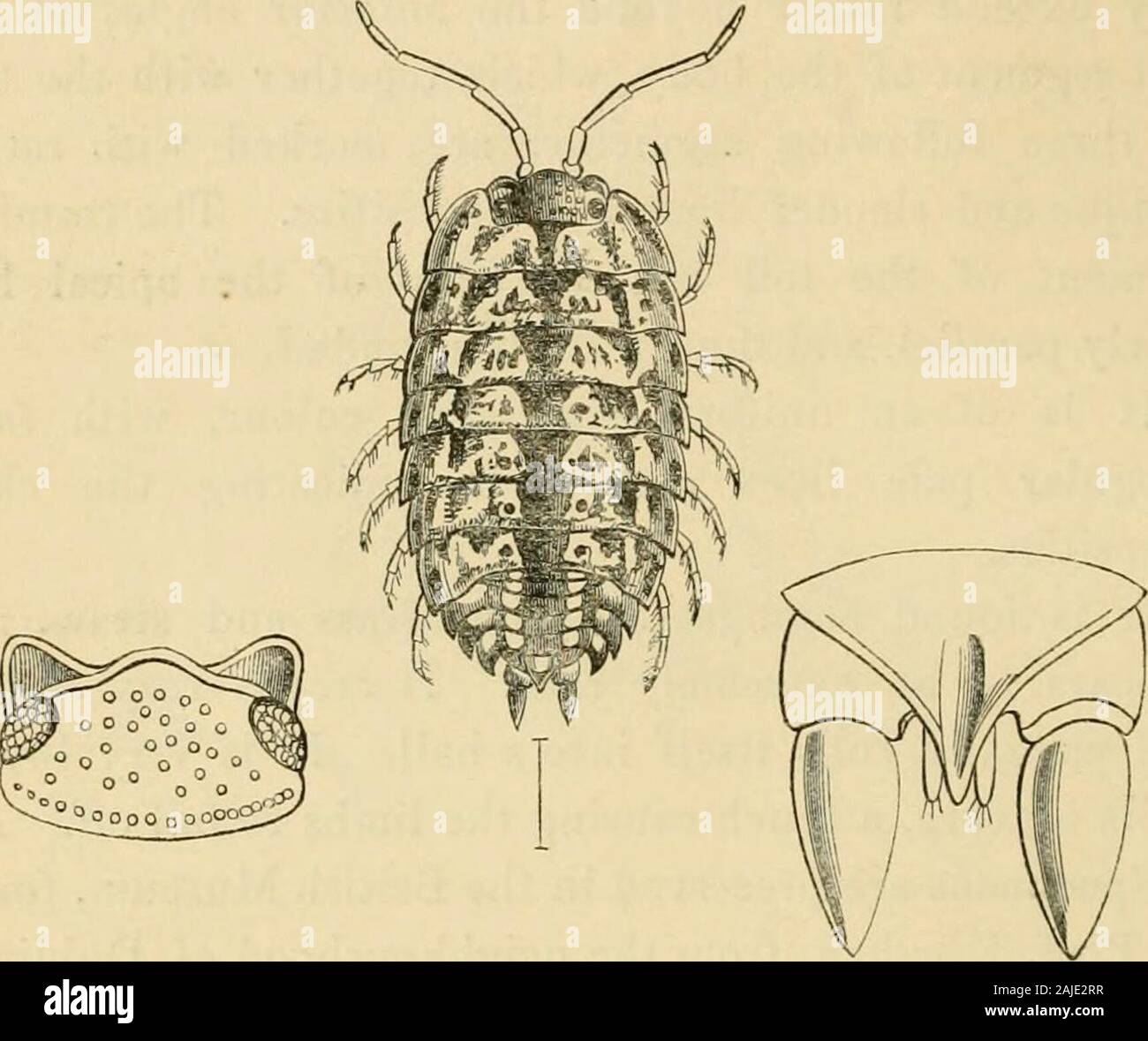 A history of the British sessile-eyed Crustacea . urface of its body ...