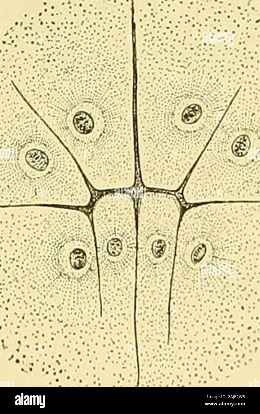 The cell in development and inheritance . umber of other animals ...