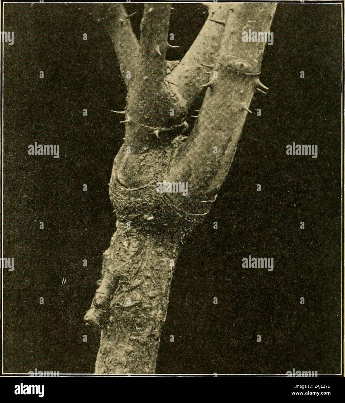 Inarching hi-res stock photography and images - Alamy