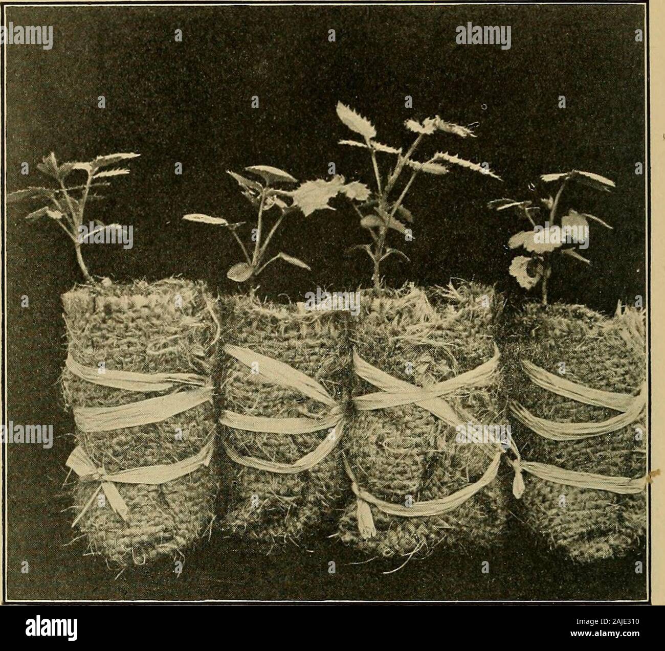 Inarching High Resolution Stock Photography and Images - Alamy