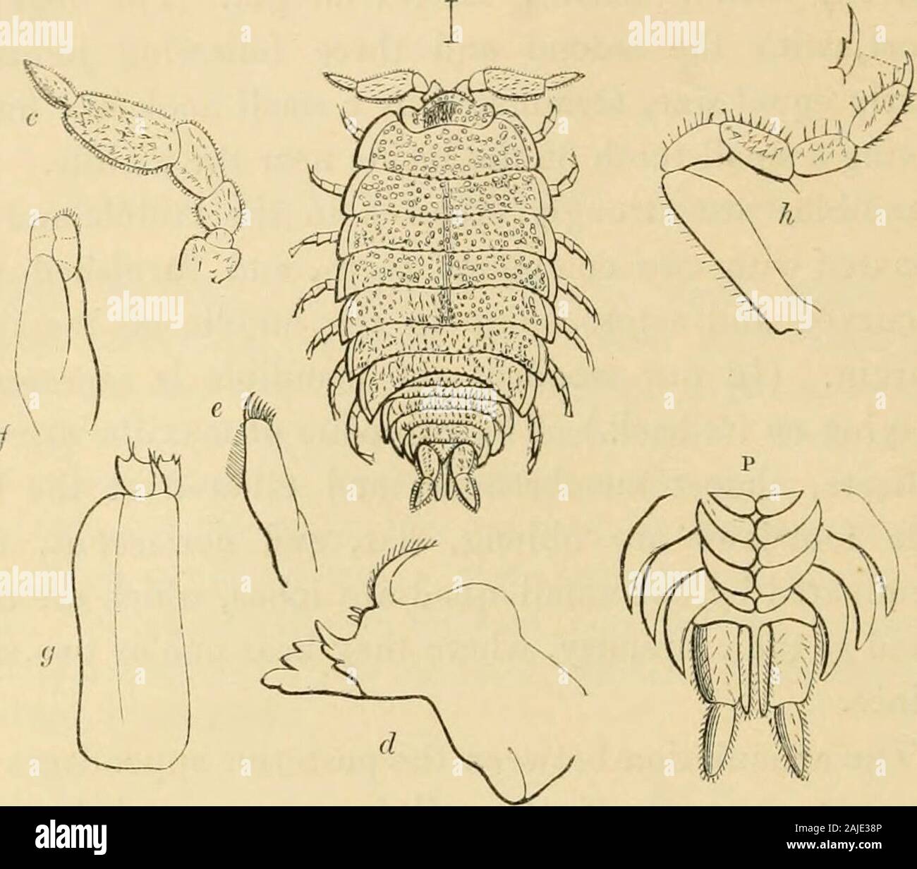 A history of the British sessile-eyed Crustacea . es andthe last ...