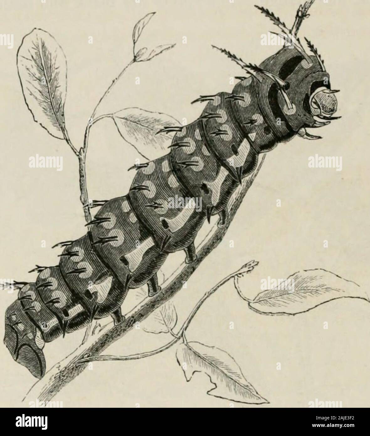 Full grown pig hi-res stock photography and images - Alamy