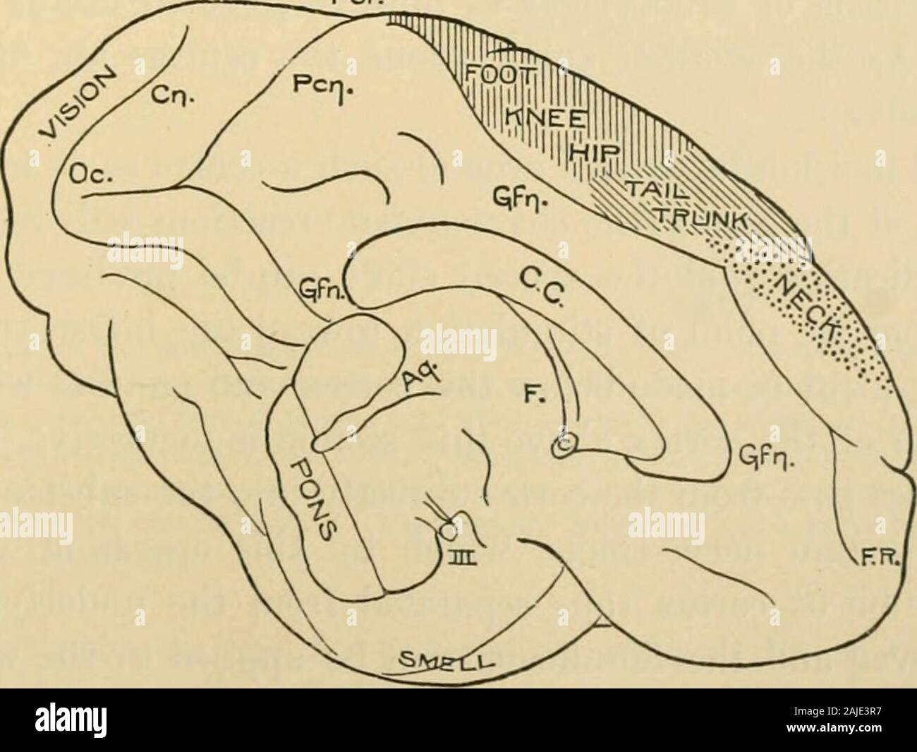 An American text-book of physiology . Fig. 184.—Brain of the macaque ...