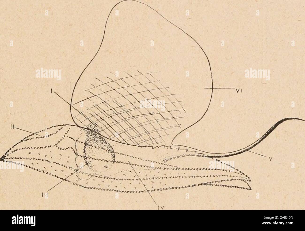 Bouclier de la famille hi-res stock photography and images - Alamy