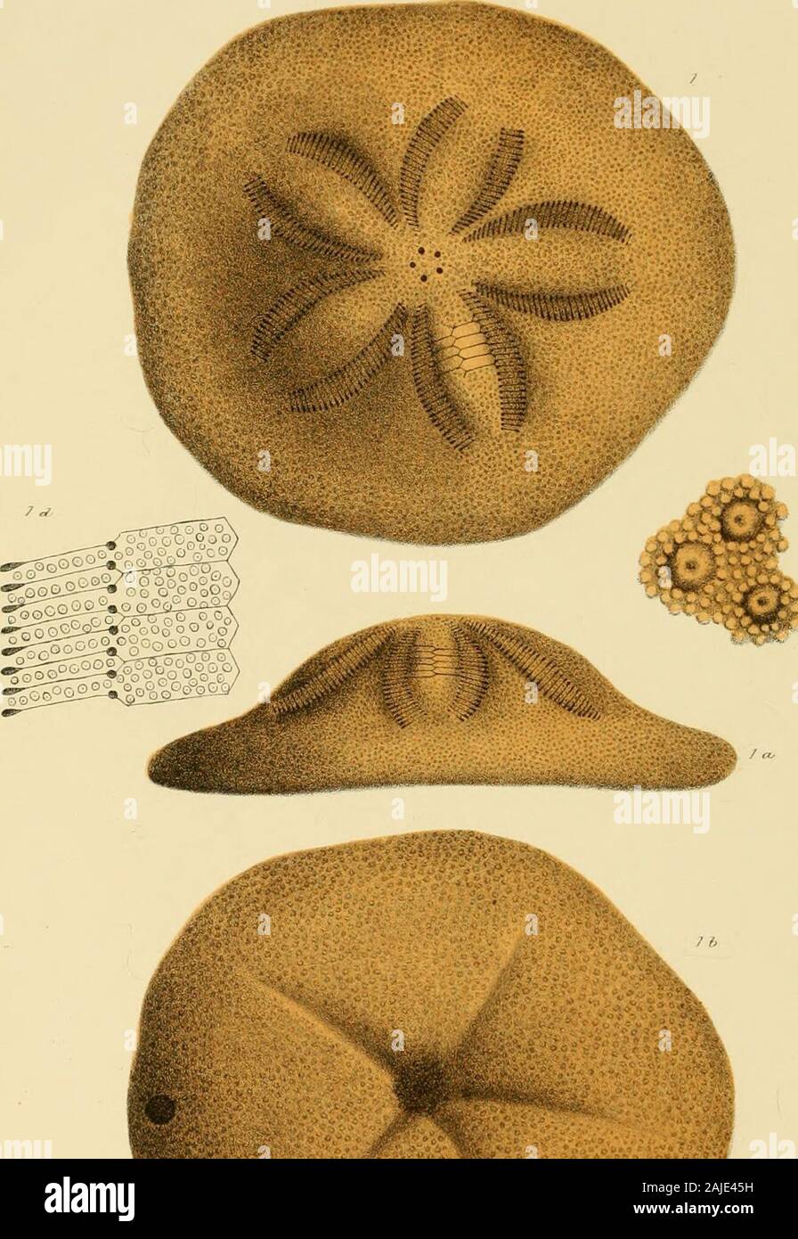 Prodromus of the paleontology of Victoria; or, Figures and descriptions ...