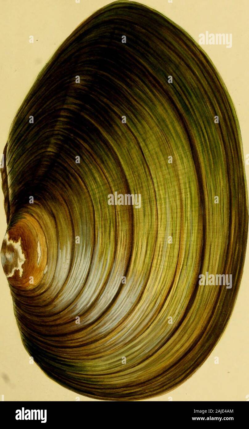 Nebst hi-res stock photography and images - Alamy