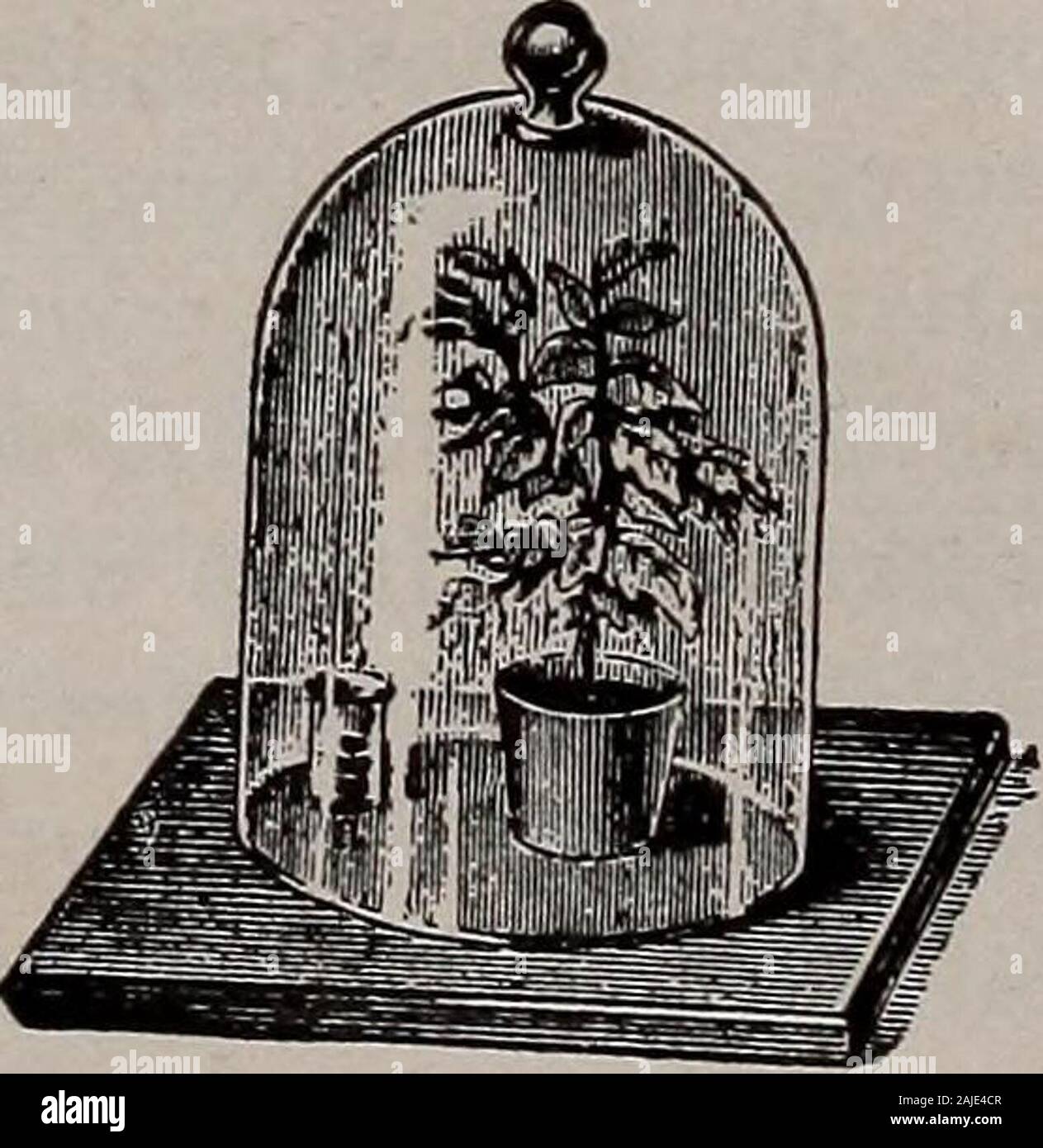 Elementary botany . during respiration. Energy is also manifested by ...