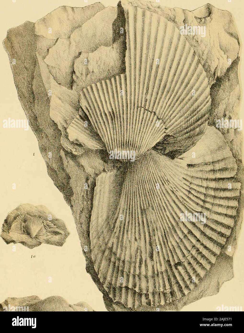 Prodromus of the paleontology of Victoria; or, Figures and descriptions ...