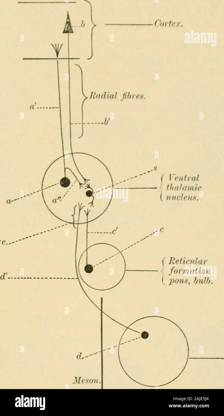 An American text-book of physiology . hen, the dorsal and lateral ...