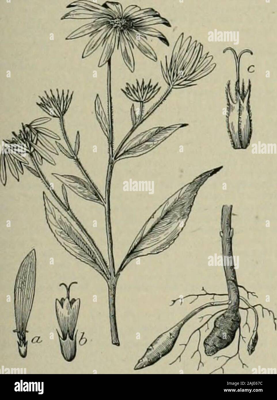 Chaffy receptacle hi-res stock photography and images - Alamy