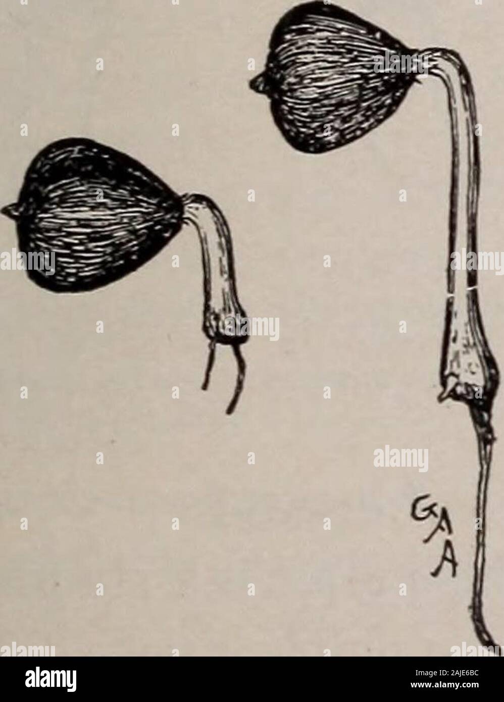 Elementary botany . Fig- 95- Seedlings of castor-oil bean casting the ...