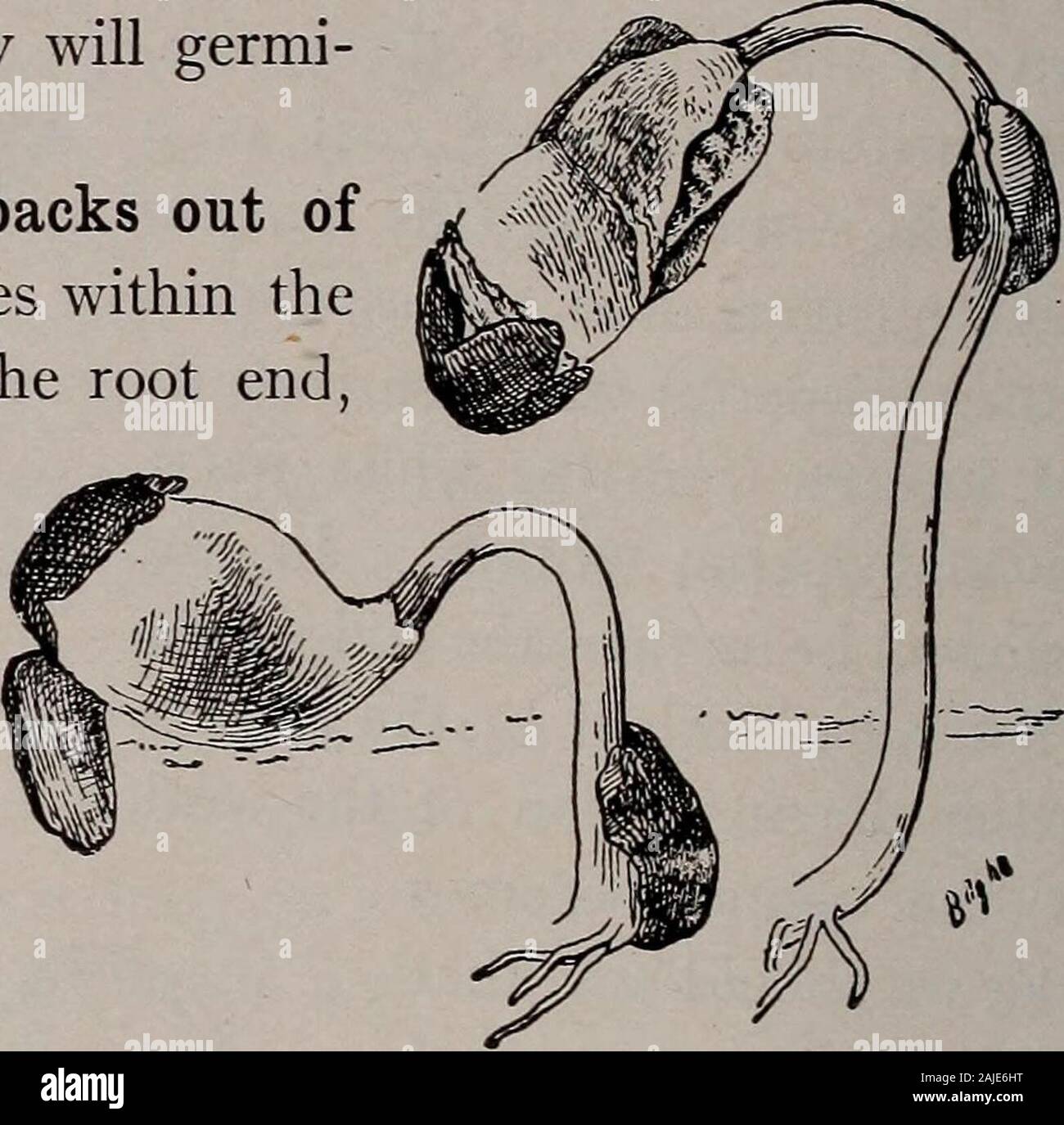 Elementary botany . Fig. 94.Germination of castor-oil bean. middle of ...