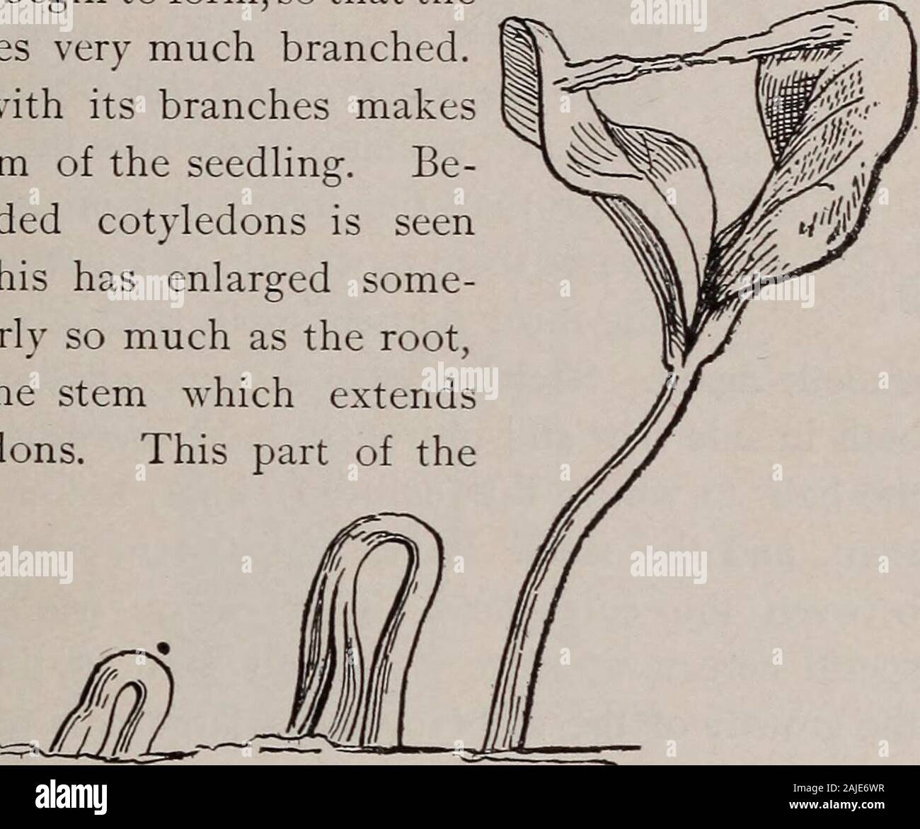 Lima bean seedling hi-res stock photography and images - Alamy