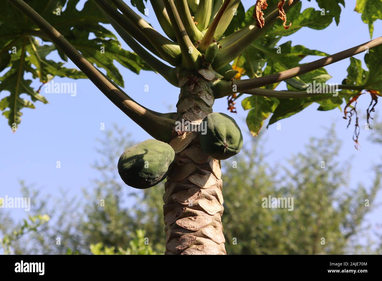 Papaya is a typical fruit of tropical countries such as Indonesia. This ...