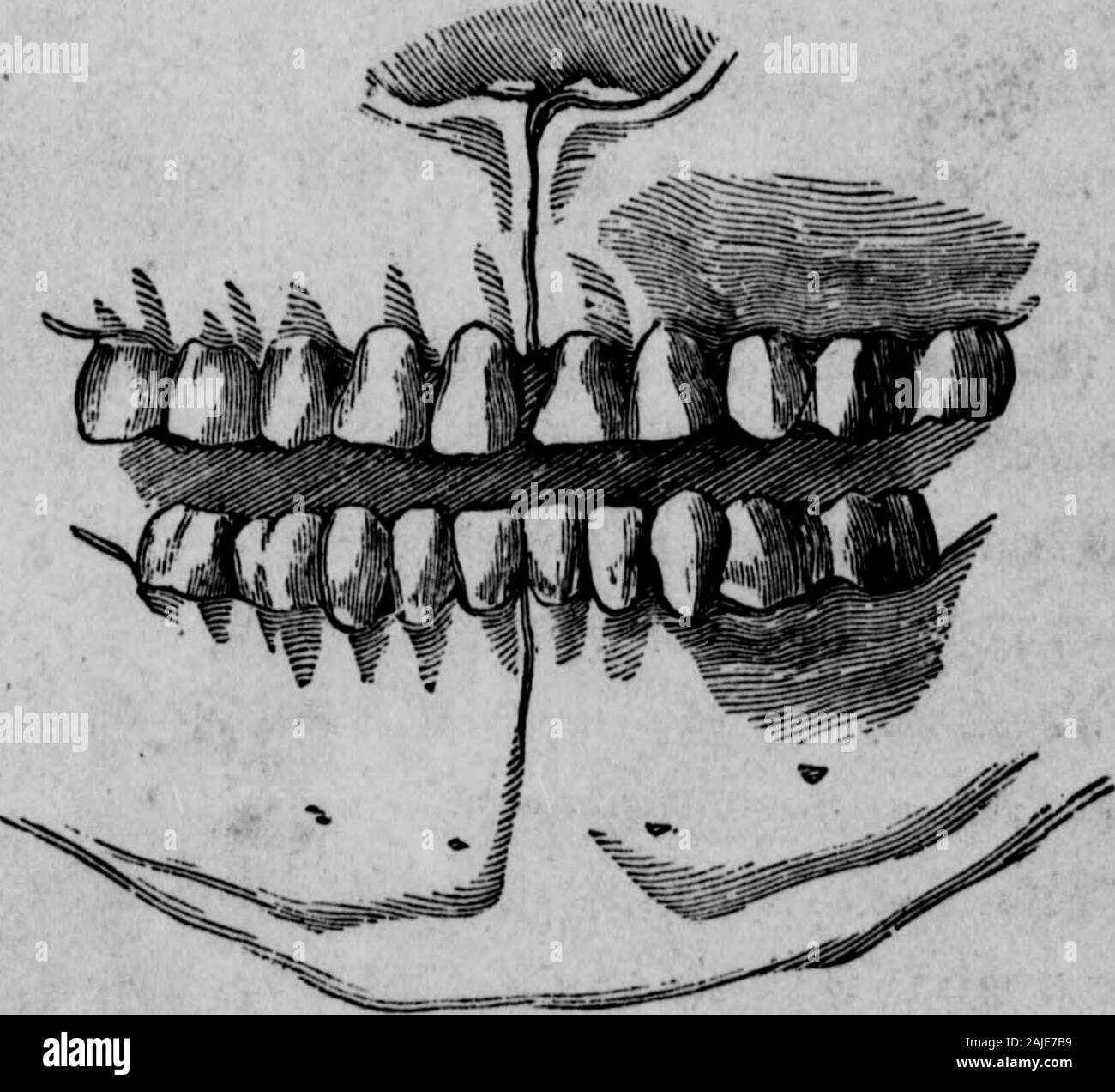 The family dentist : including the surgical, medical, and mechanical ...