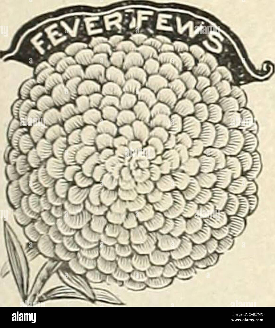 H.W Buckbee seed and plant guide : 1905 Stock Photo - Alamy