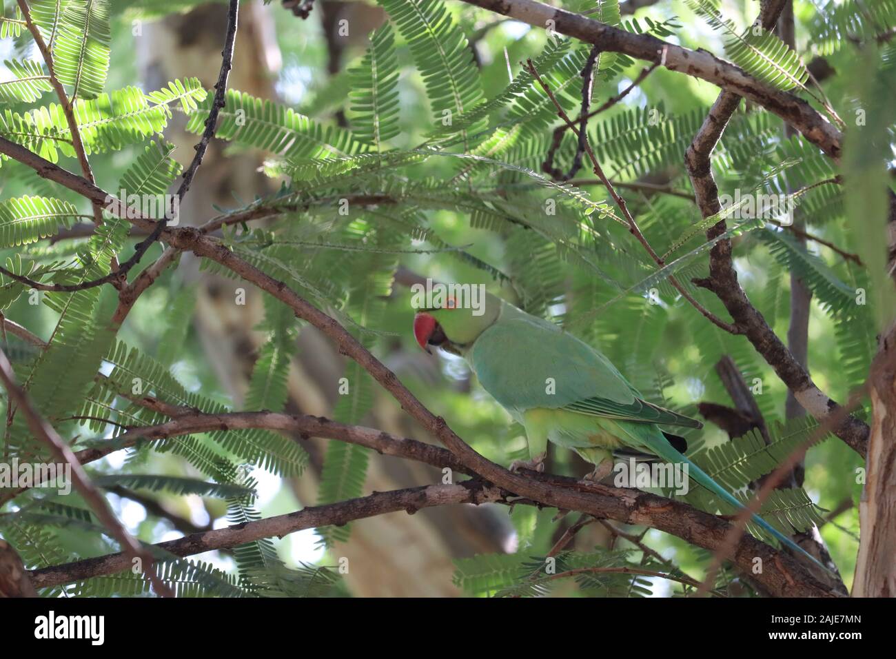 The blue-naped parrot or Tanygnathus lucionensis, also the blue-crowned ...