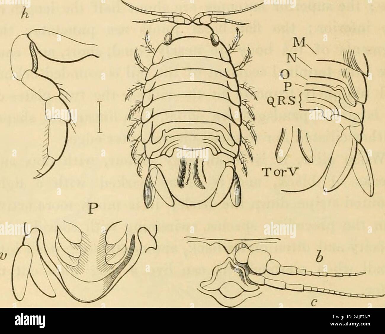 Lateral appendages hi-res stock photography and images - Alamy