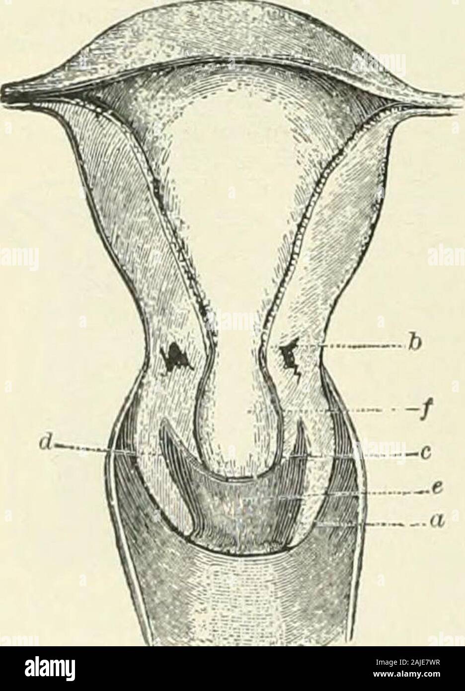 Cervical incision hi-res stock photography and images - Alamy