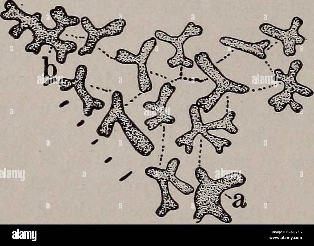 Root tubercle hi-res stock photography and images - Alamy