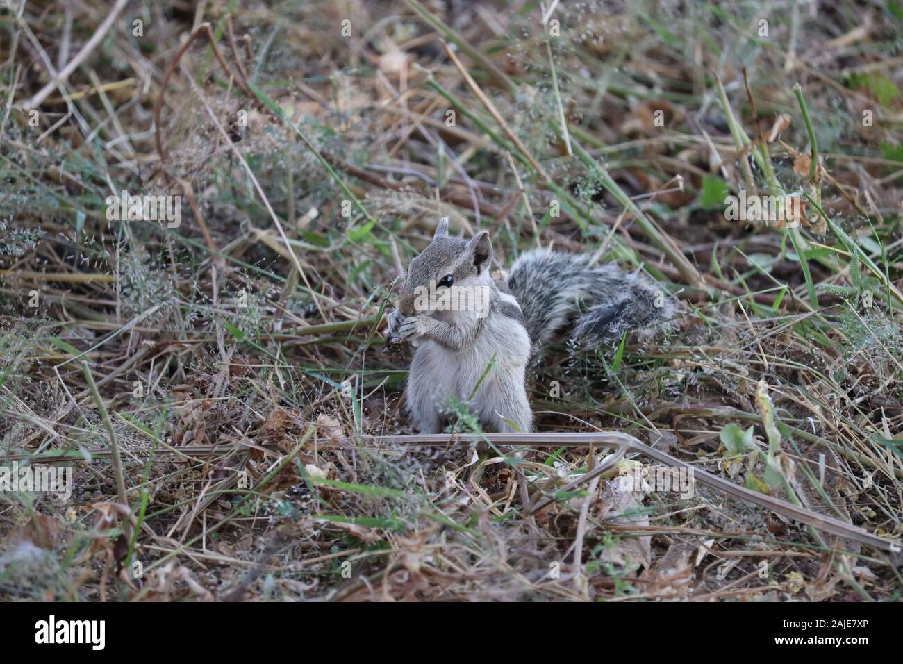 white and gray squirrel, known as the white and grey squirrel is native ...
