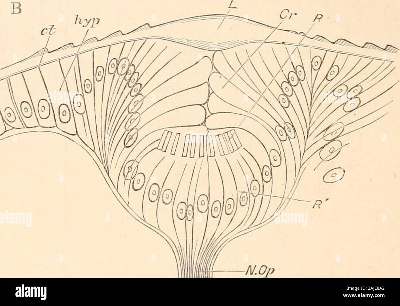 Hardwicke's science-gossip : an illustrated medium of interchange and ...