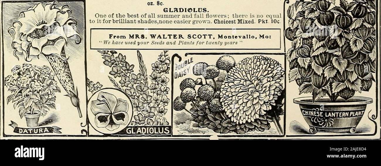 H.W Buckbee seed and plant guide : 1905 . GLADIOLUS. One of the best of ...