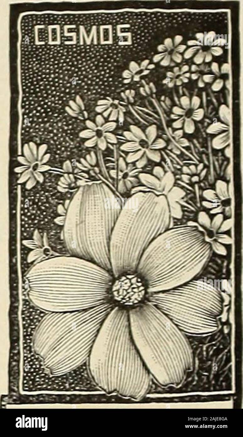 H.W Buckbee seed and plant guide : 1905 . SEED. GLADIOLUS. One of the ...