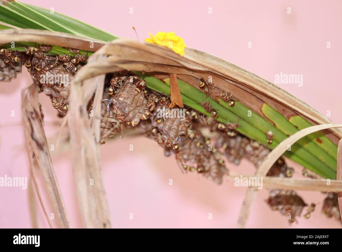 Large nest of wasps hangs overhead on a tree branch. Hazardous insects ...