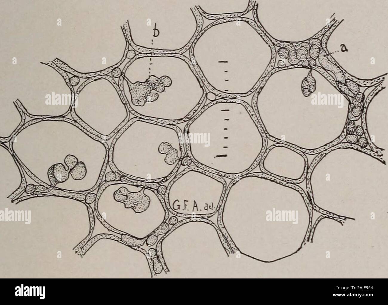 Easy Make Chloral Hydrate
