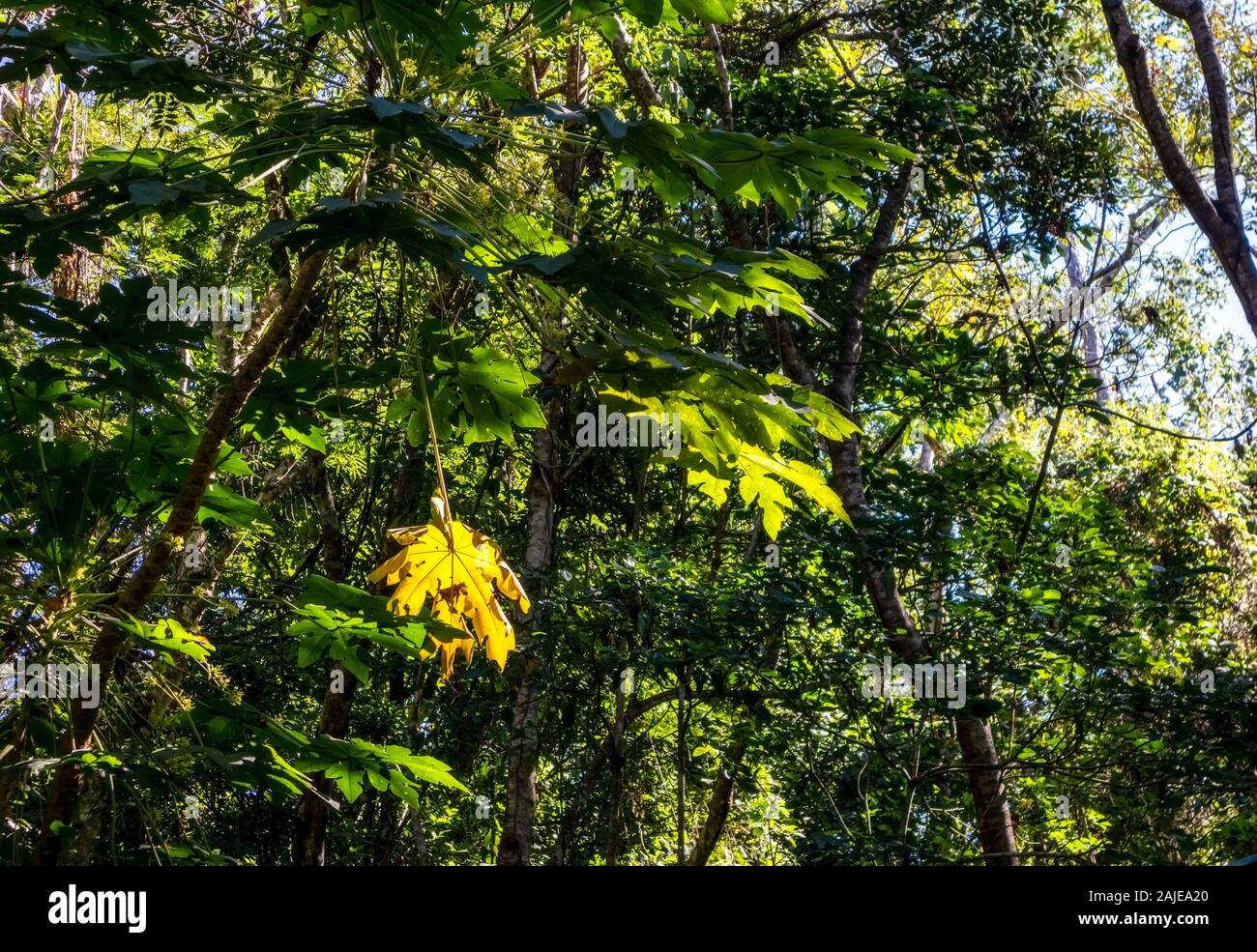 Colorful papaya tree branches with yellow leaf. Puerto Vallarta ...