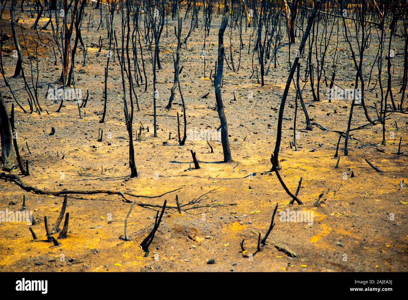 Bush Fire Devastation in Australia Stock Photo - Alamy