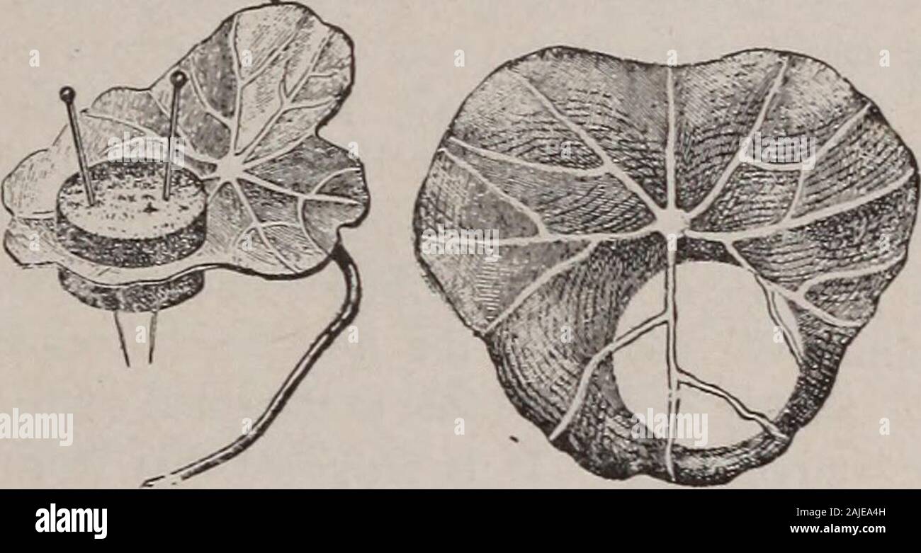 Leaf starch test hi-res stock photography and images - Alamy
