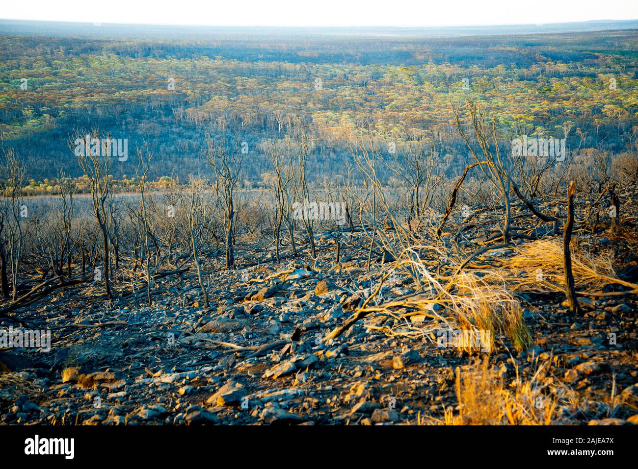 Bush Fire Devastation in Australia Stock Photo - Alamy