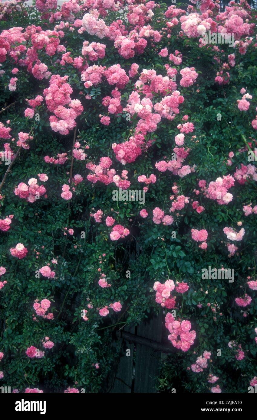 Pink climbing rose hi-res stock photography and images - Alamy