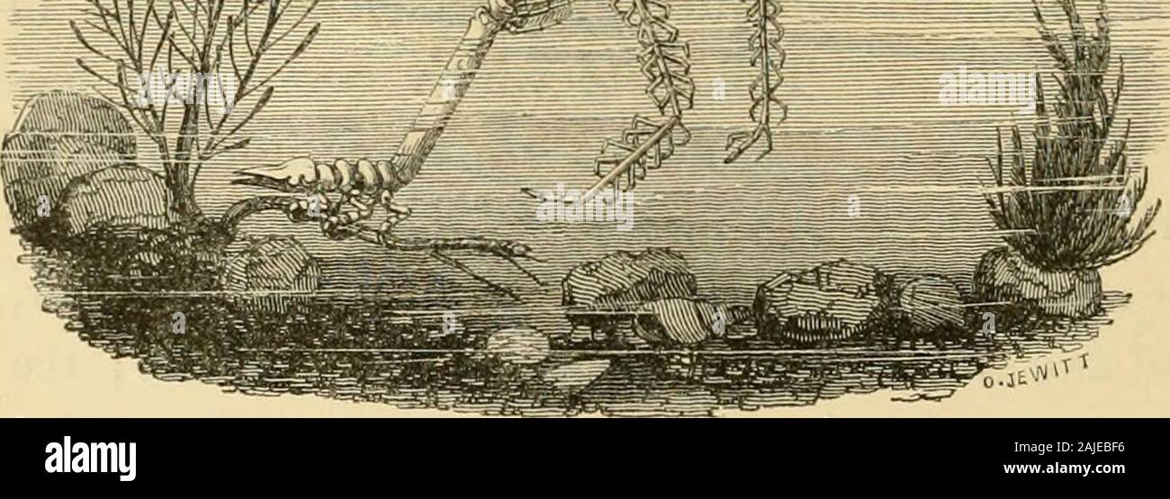 A history of the British sessile-eyed Crustacea . 374 ARCTURID ...