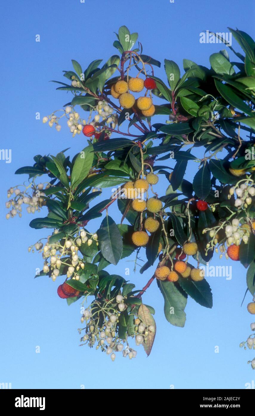 KILLARNEY OR IRISH STRAWBERRY TREE (ARBUTUS UNEDO Stock Photo - Alamy