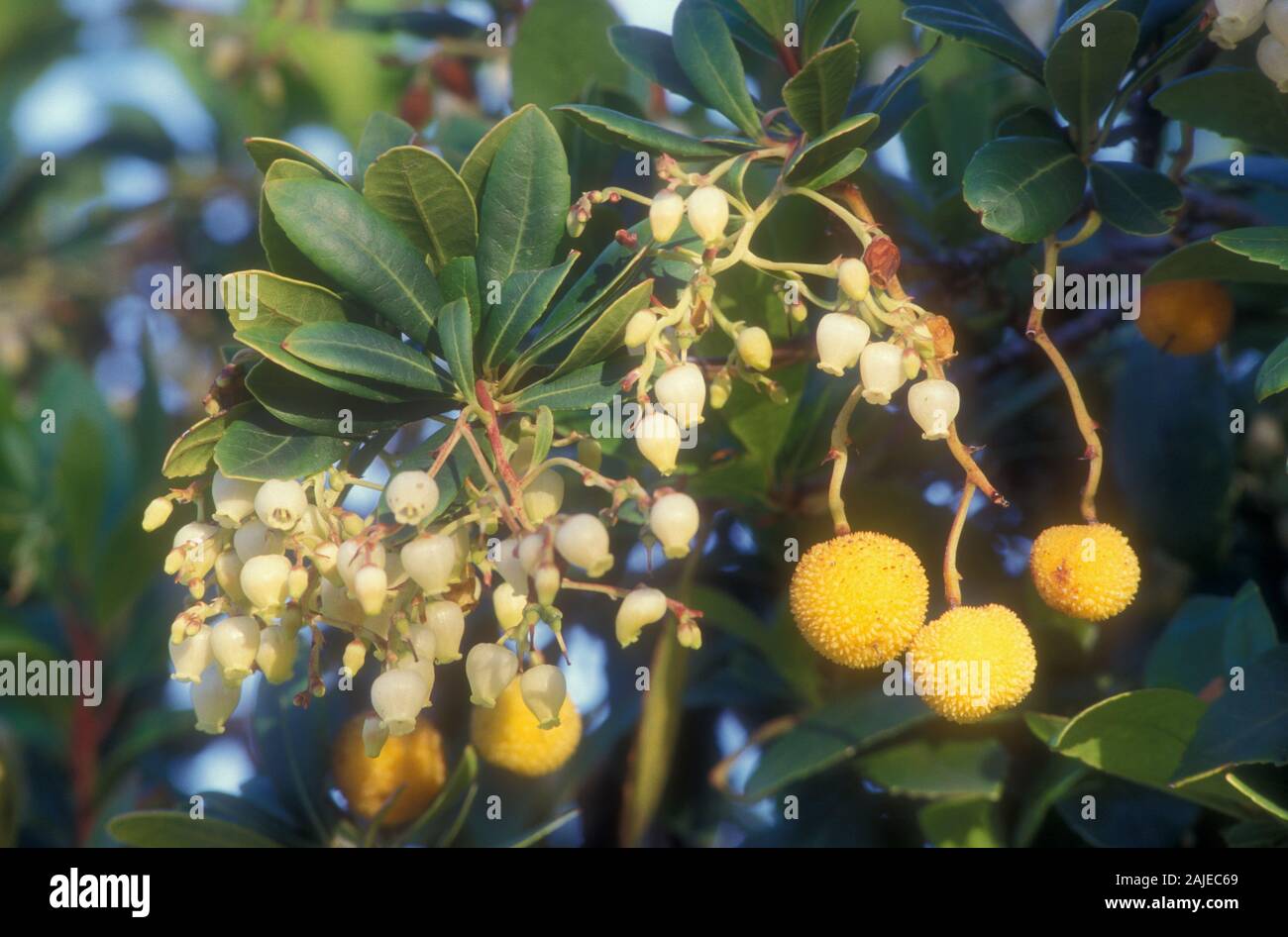 KILLARNEY OR IRISH STRAWBERRY TREE (ARBUTUS UNEDO Stock Photo - Alamy