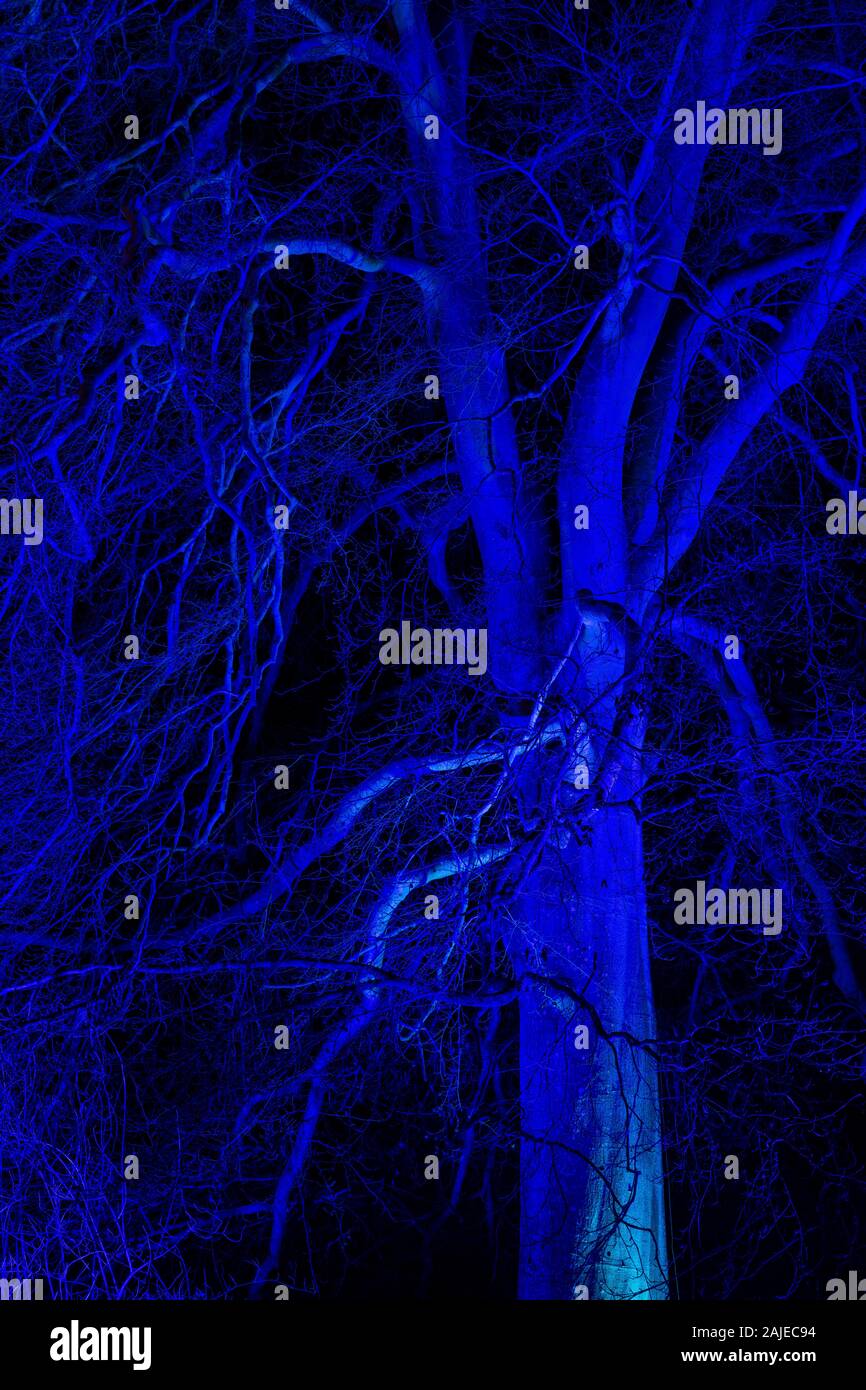 Branches christmas trees tree hi-res stock photography and images - Alamy