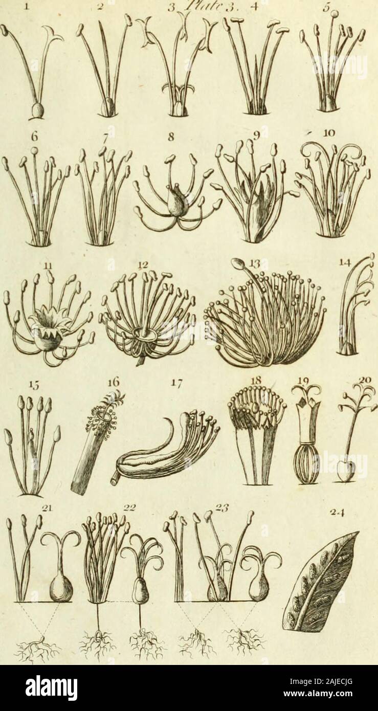 Tetradynamia hi-res stock photography and images - Alamy